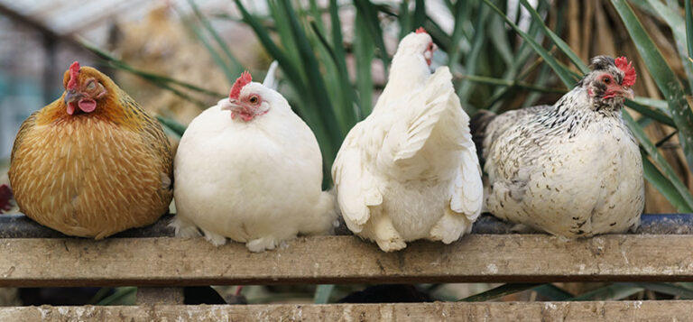 Chicken Permits - Excelsior Springs Police Department